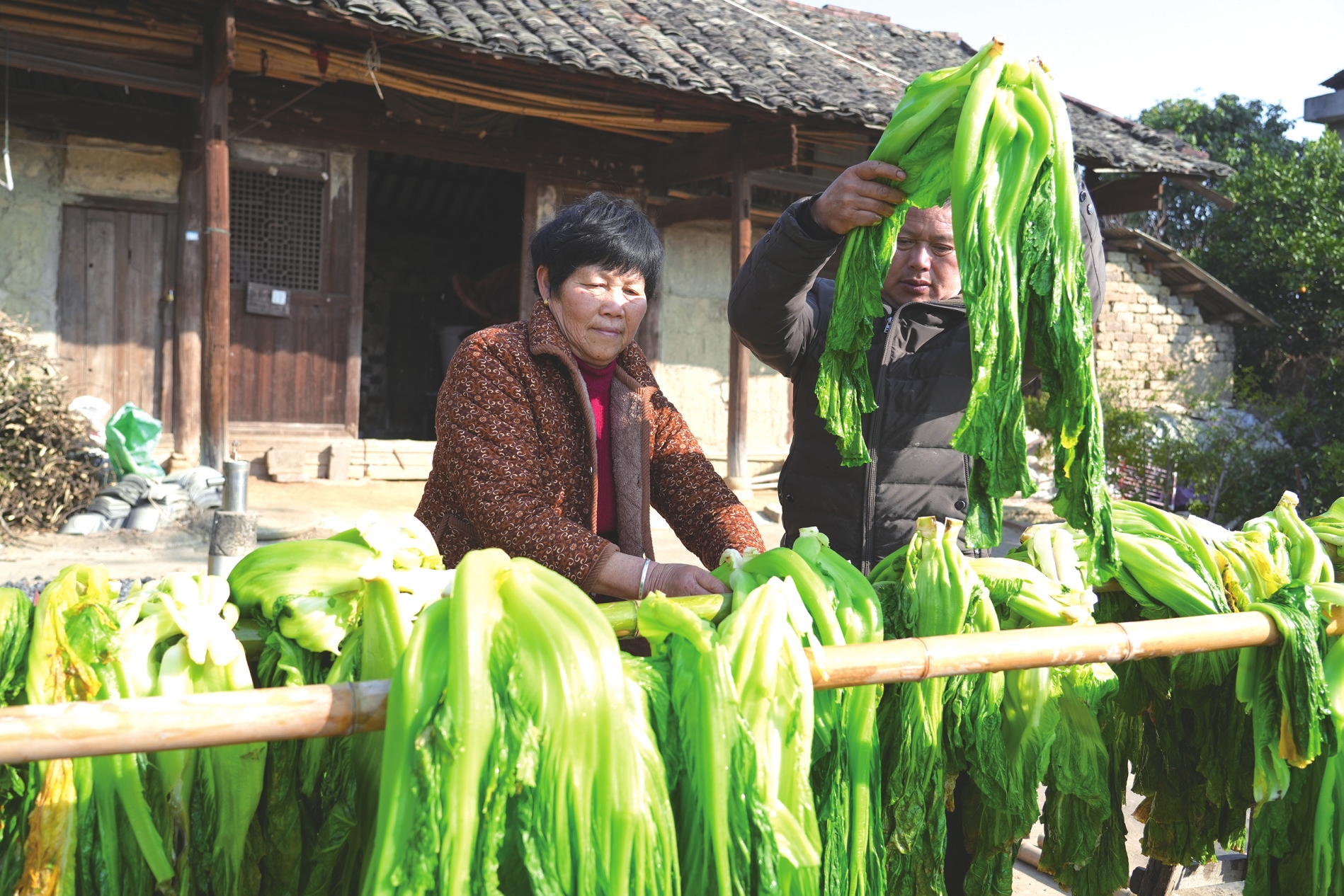 张家塞乡富民村600亩芥菜喜获丰收